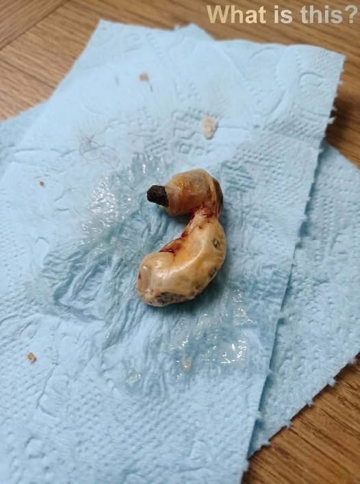 I found this in my son’s room while cleaning. When I tried to vacuum ...